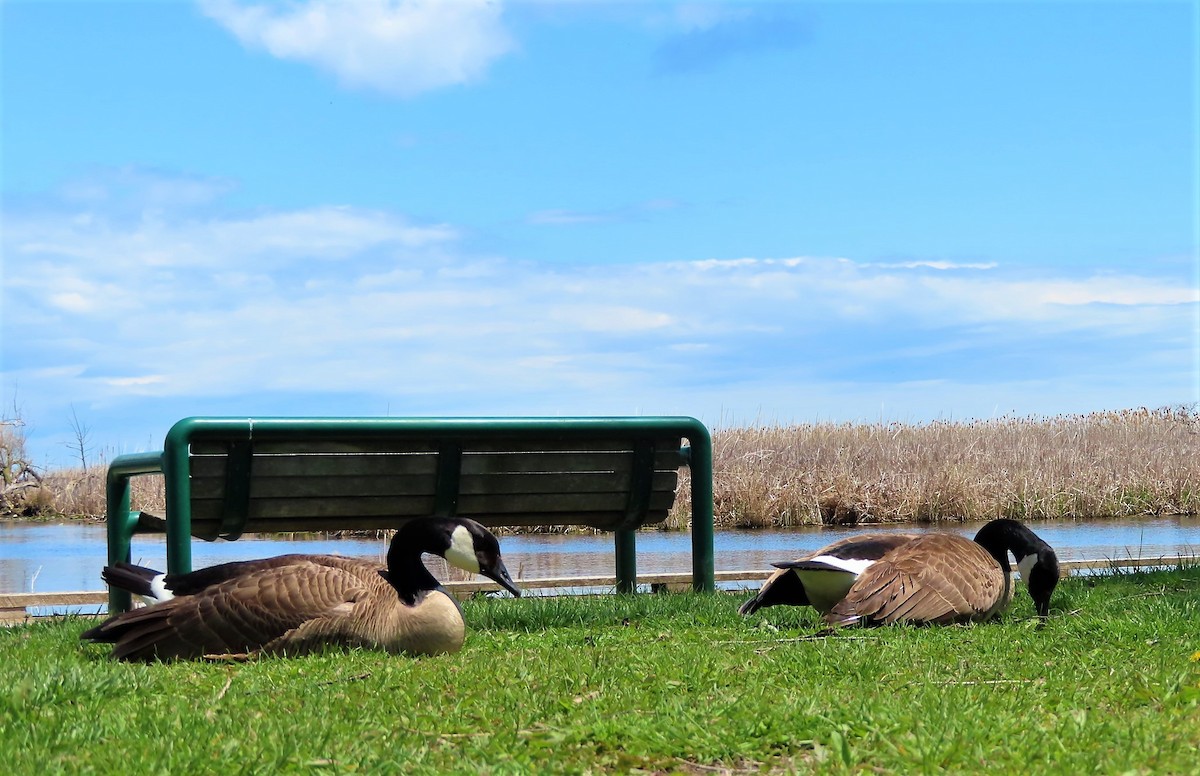 eBird Checklist - 4 May 2023 - Point Pelee National Park (general ...