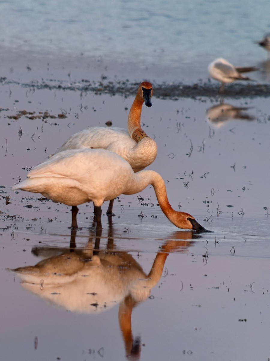 eBird Checklist - 4 May 2023 - Howard Marsh Metropark - 26 species