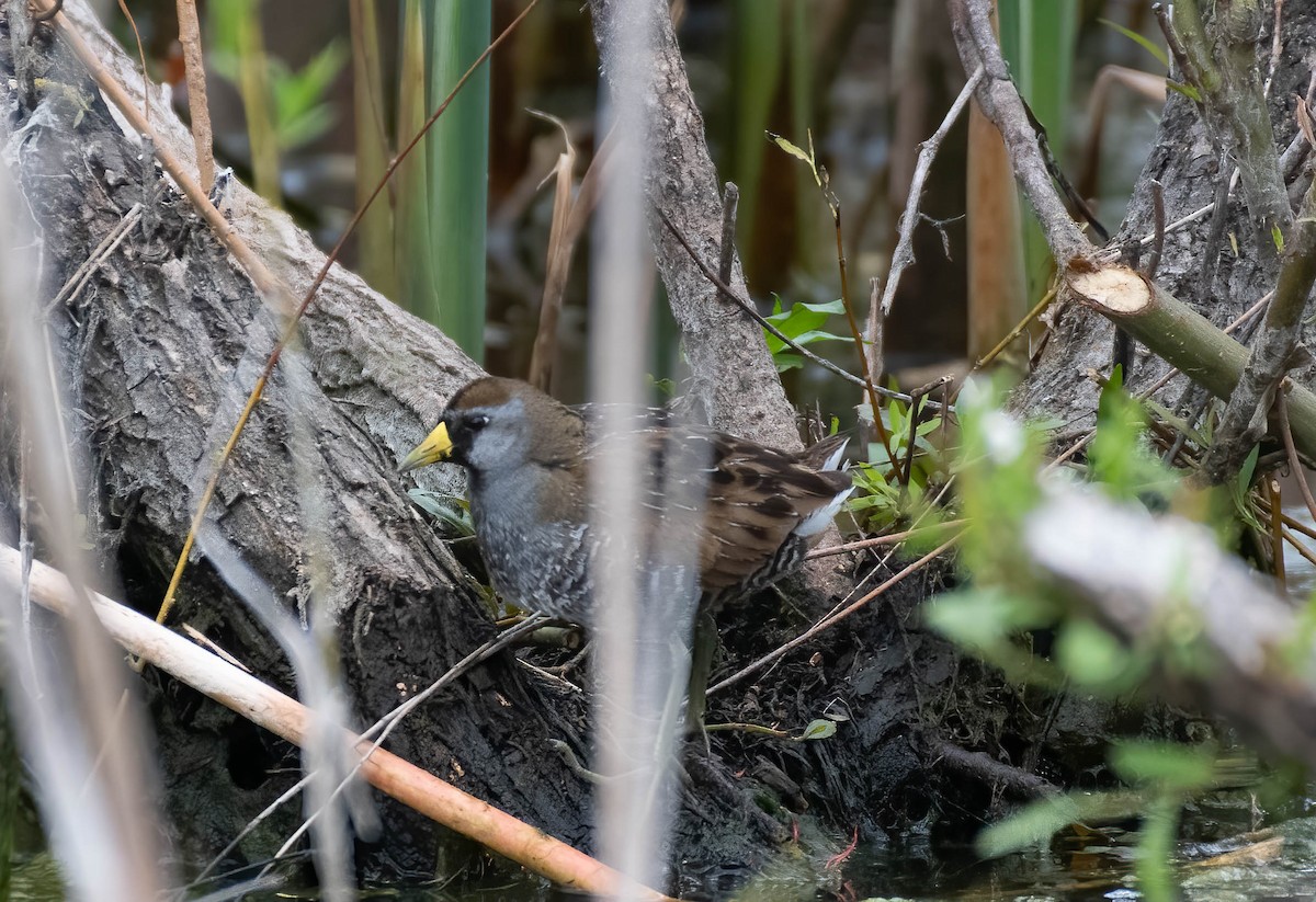 eBird Checklist - 5 May 2023 - Blue Springs Lake--Fleming Park Wetland ...
