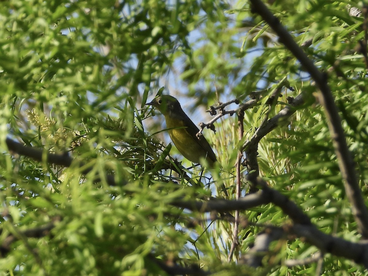 eBird Checklist - 5 May 2023 - I-20 Pond/Jenna Welch Nature Ctr. (FWTX ...