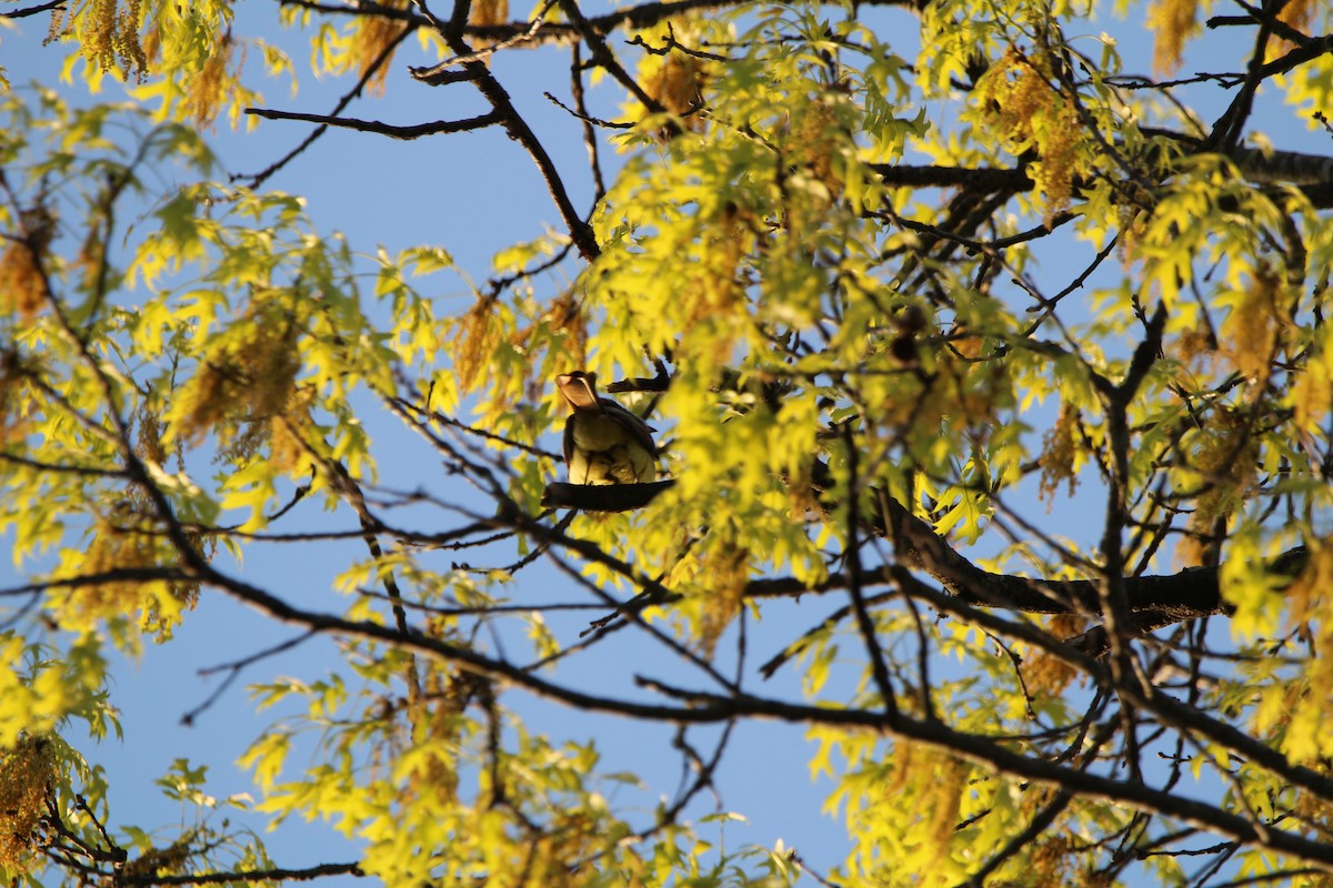 eBird Checklist - 21 Apr 2023 - Bonnie Blue (Ricketts Roost ...