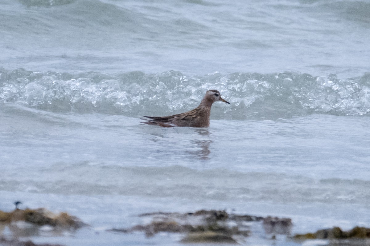 Mass Audubon eBird Checklist - 5 May 2023 - Dennis Chapin Beach - 26 ...