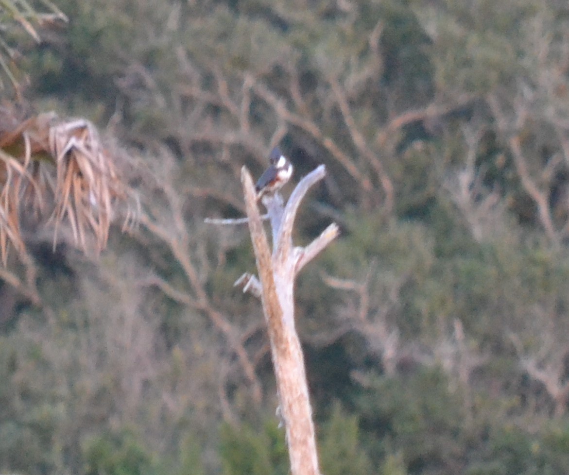eBird Checklist - 5 May 2023 - Guana Tolomato Matanzas NERR - 57 species