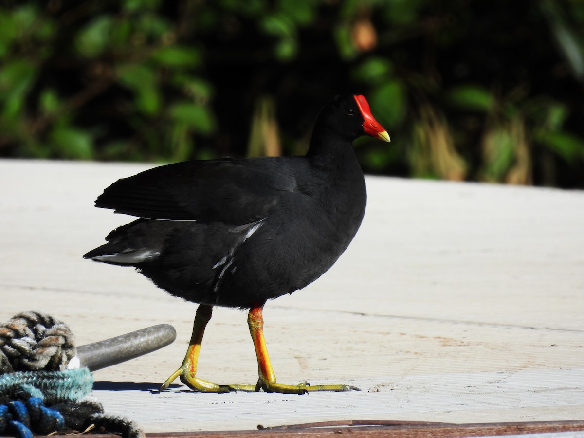 eBird Caribbean Checklist - 5 May 2023 - Canal Blasina (recorrido en ...