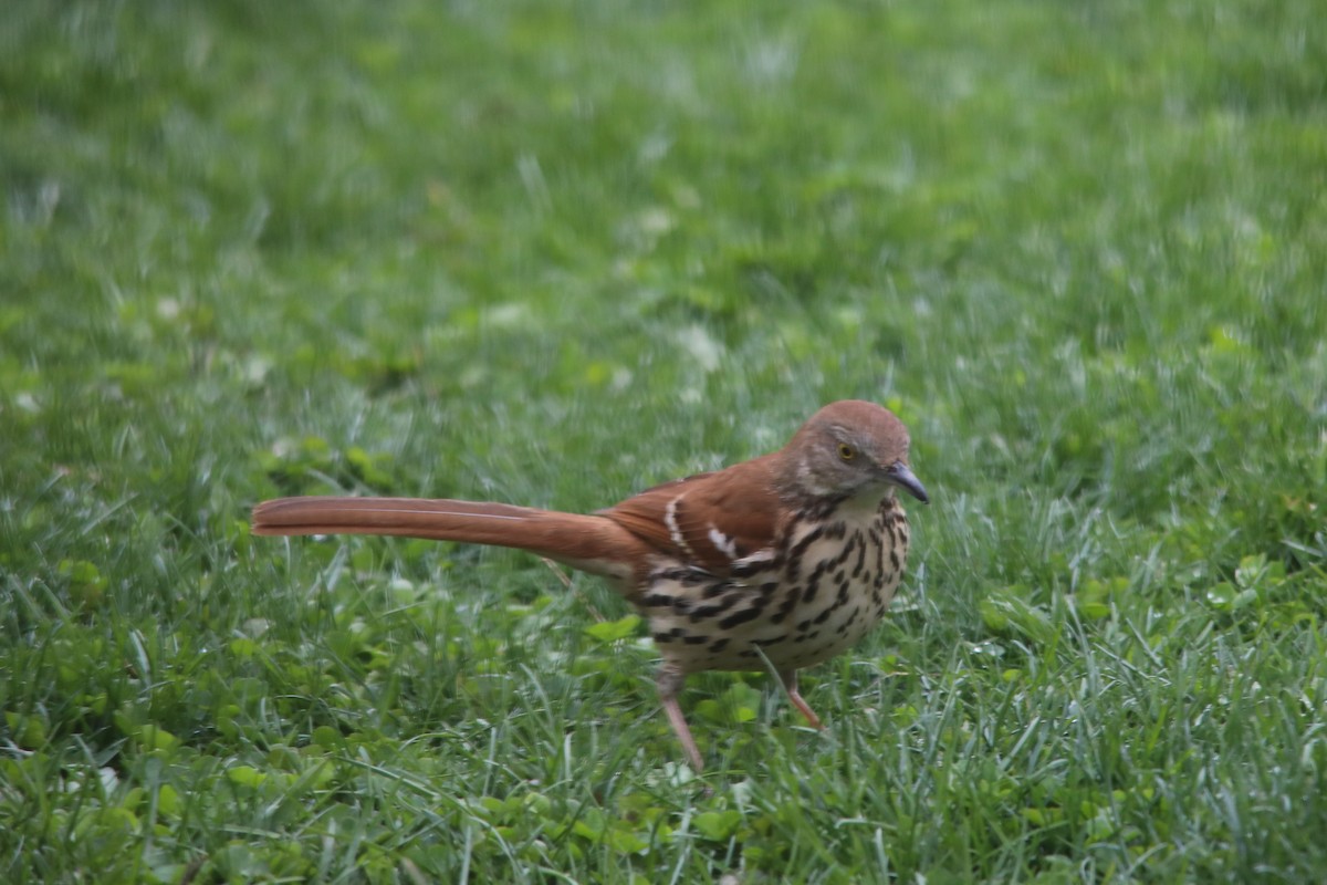 eBird Checklist - 5 May 2023 - Paynes Point - 24 species