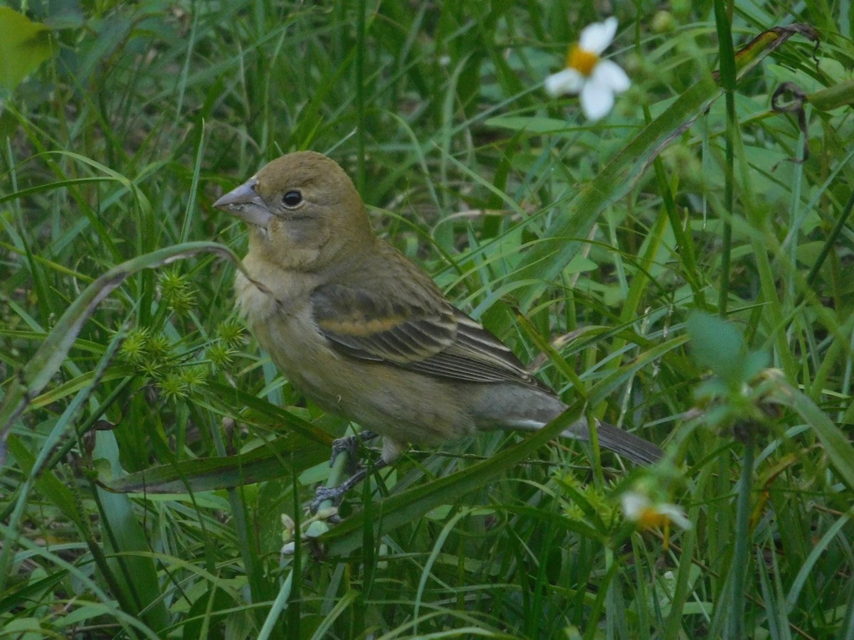 eBird Checklist - 4 May 2023 - Rowan house - 7 species