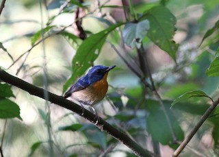 Large Blue Flycatcher - Cyornis magnirostris - Birds of the World