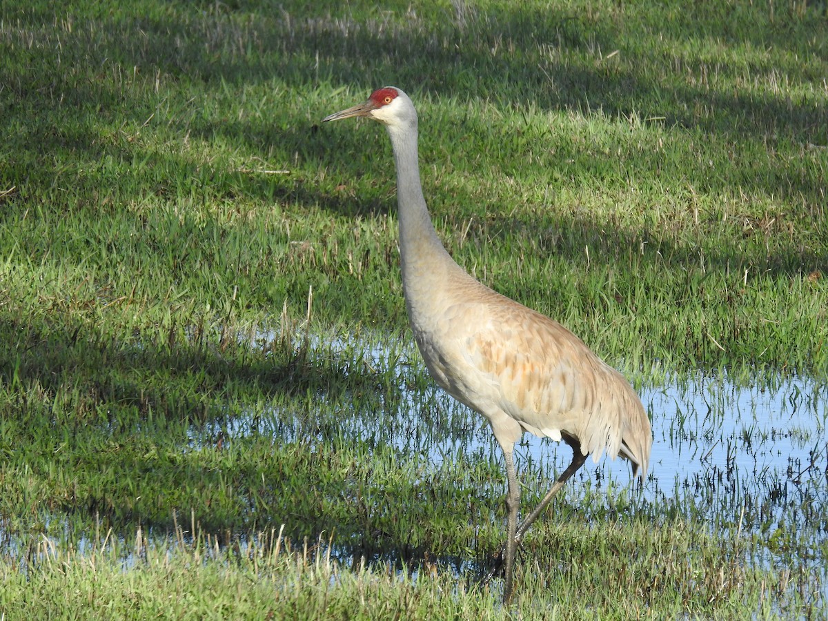 eBird Checklist - 5 May 2023 - Mule Creek - 23 species