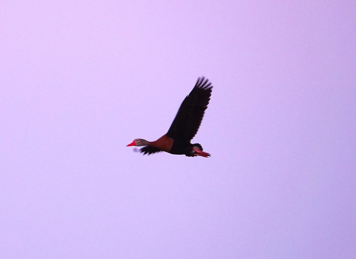 eBird Checklist - 2 May 2023 - Red Slough WMA - 108 species (+2 other taxa)