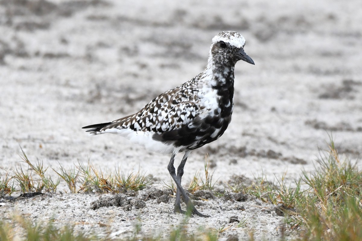 eBird Checklist - 28 Apr 2023 - East Beach Turnaround - 16 species