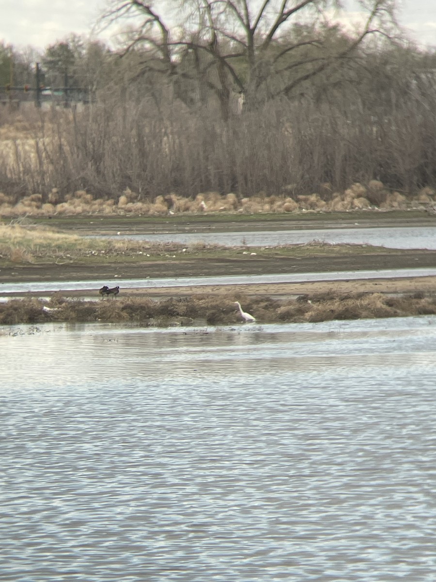 eBird Checklist - 5 May 2023 - Rocky Mountain Arsenal NWR - 25 species