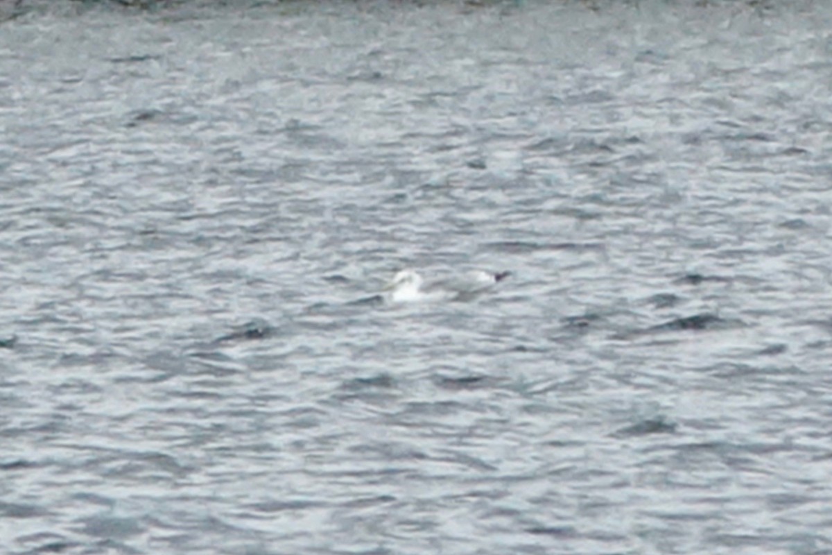 eBird Checklist - 5 May 2023 - Lake Armington/Lake Tarleton Access ...