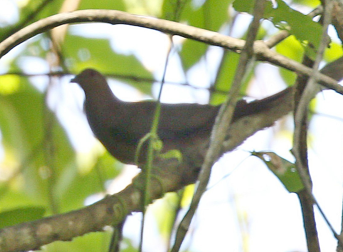 ML567485301 Short-billed Pigeon Macaulay Library