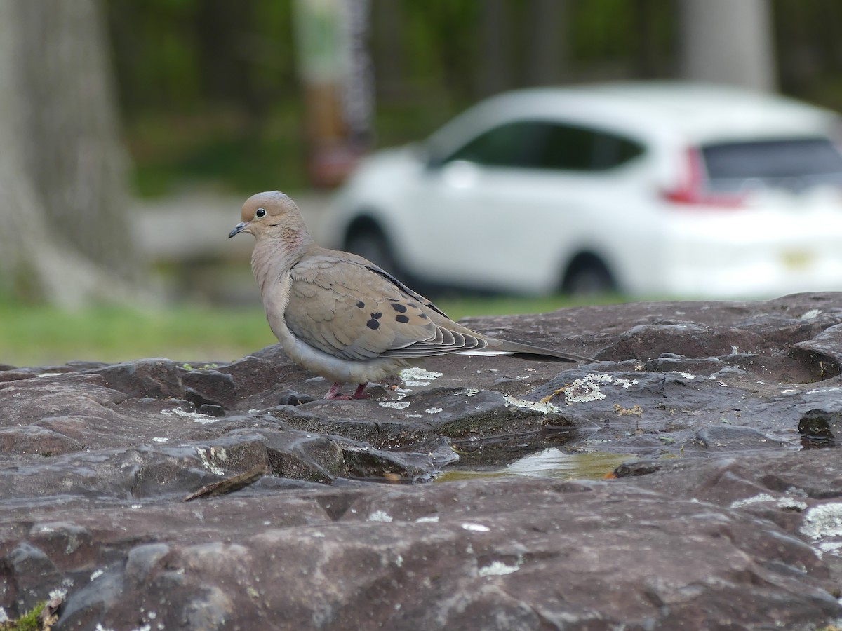 eBird Checklist - 3 May 2023 - Garret Mountain Reservation (Park) - 35 ...