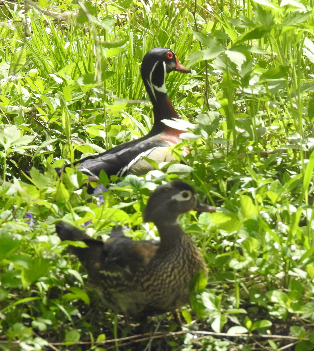 eBird Checklist - 5 May 2023 - Springbrook Nature Center, Itasca - 33 ...