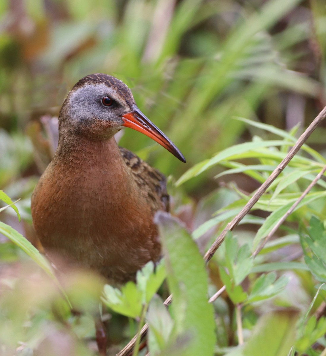 eBird Checklist - 5 May 2023 - Dreibelbis Birding Area (formerly Julian ...