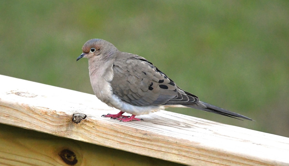 eBird Checklist - 4 May 2023 - Home, Kitty Hawk Bay Dr., Colington ...
