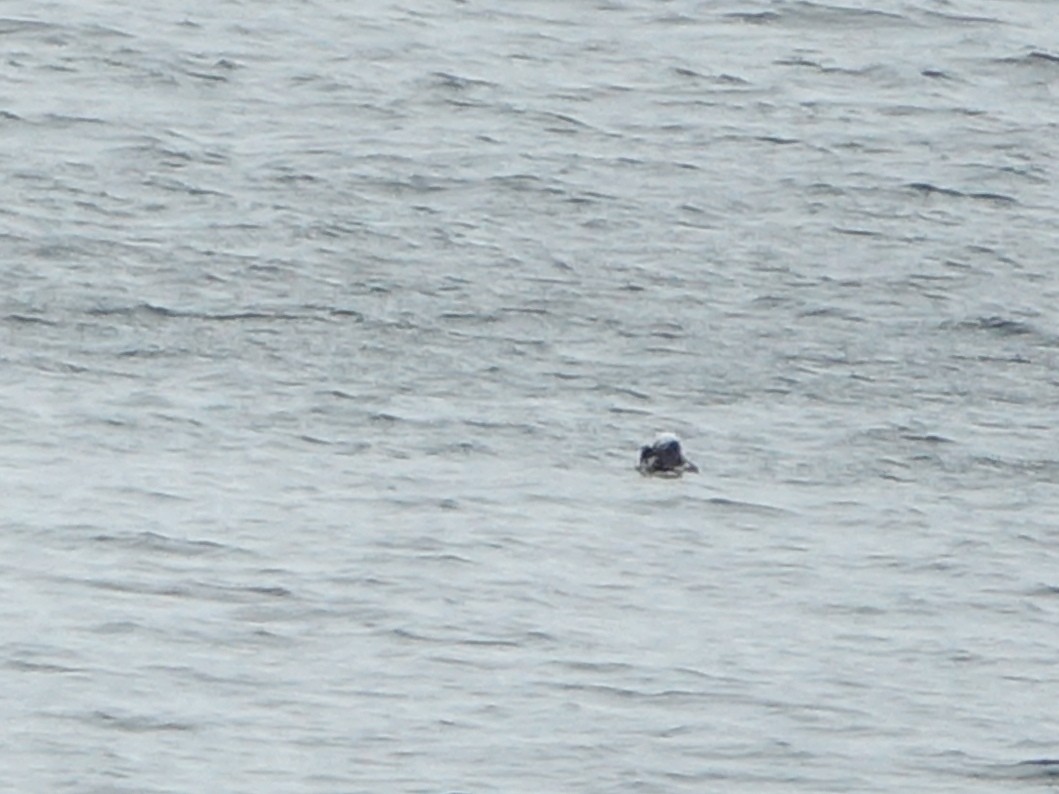 eBird Checklist - 5 May 2023 - Pt. Reyes--Fish Docks - 27 species (+1 ...