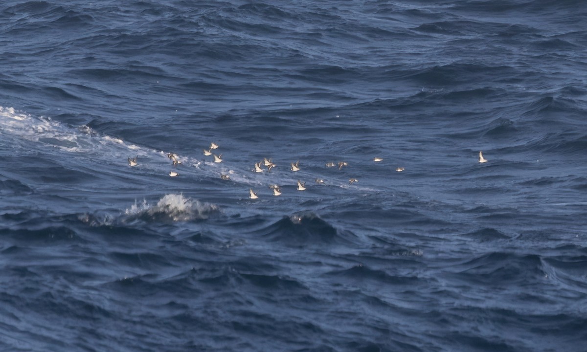 eBird Checklist - 25 Apr 2023 - Eurodam April 2023–day 2 end - 12 species