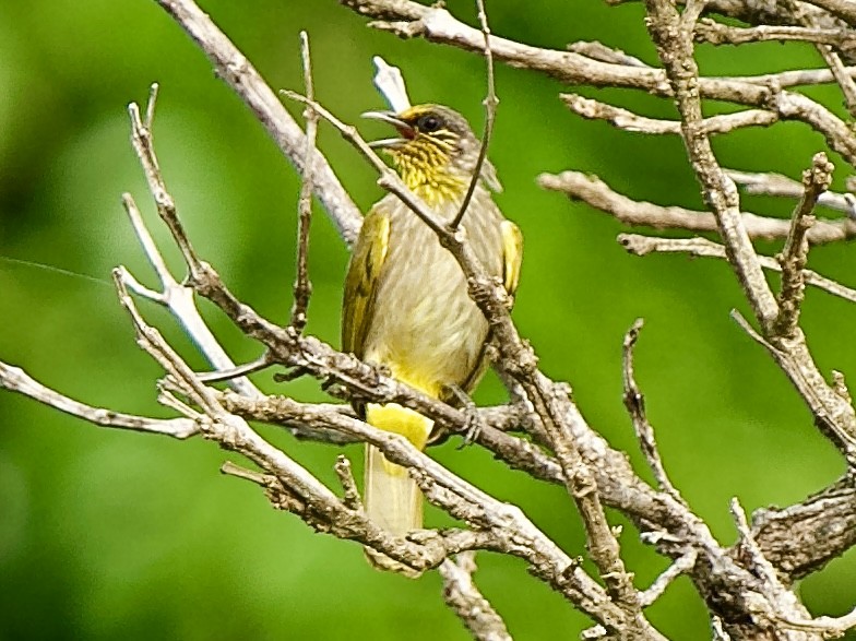 eBird Checklist - 6 May 2023 - Pulau Ubin - 16 species (+1 other taxa)