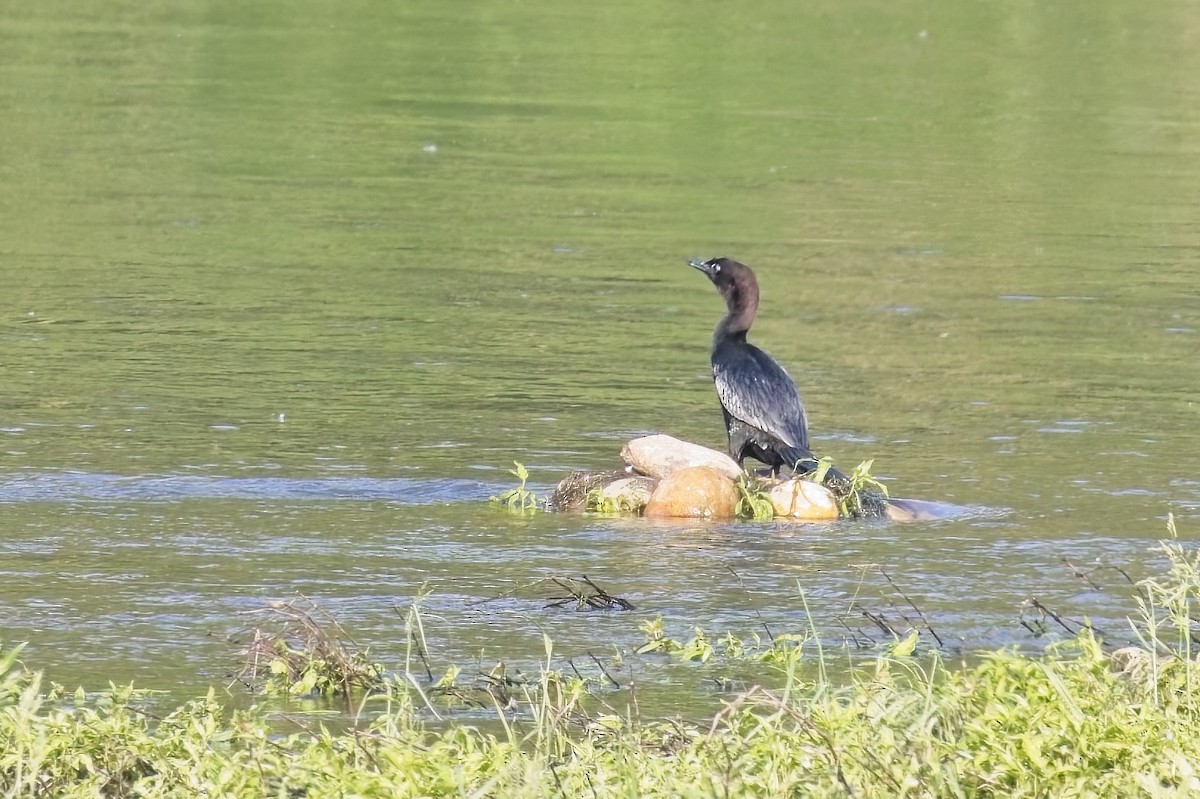 eBird Checklist - 6 May 2023 - Strada senza nome, Villarboit, Piemonte ...
