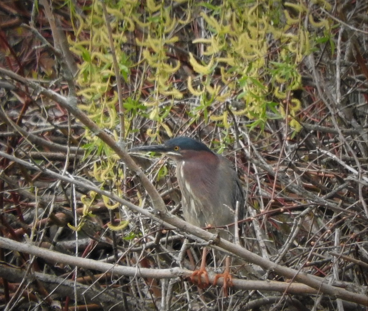 eBird Checklist - 5 May 2023 - 33rd line Embro - 17 species