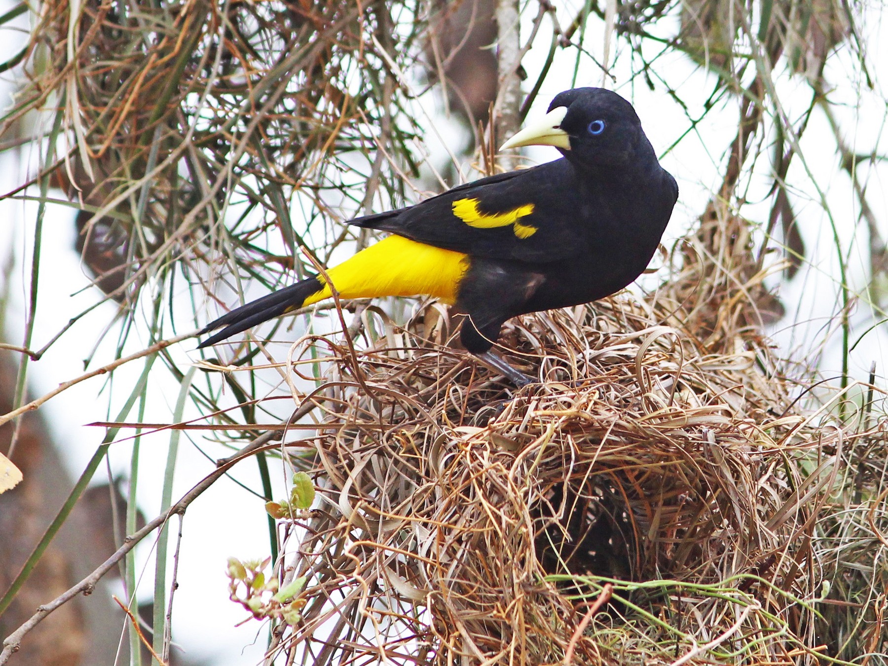 Yellow-rumped Cacique - eBird