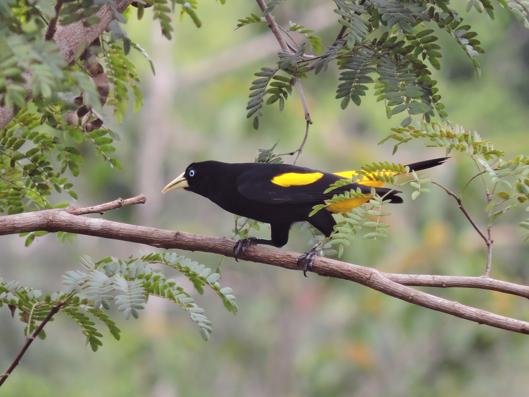 Yellow-rumped Cacique - eBird