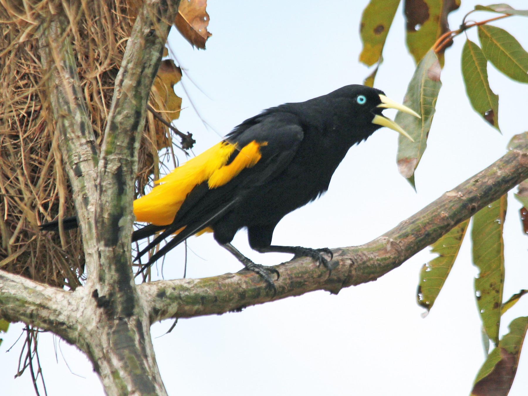 Yellow-rumped Cacique - eBird