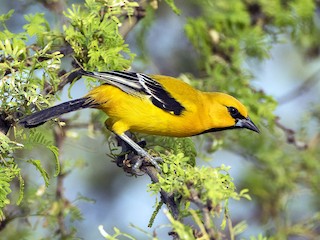 Yellow Oriole - eBird