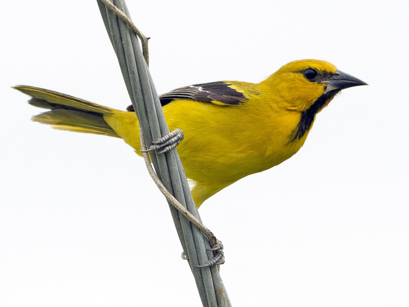 Yellow Oriole - eBird