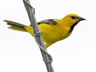 Yellow Oriole - eBird