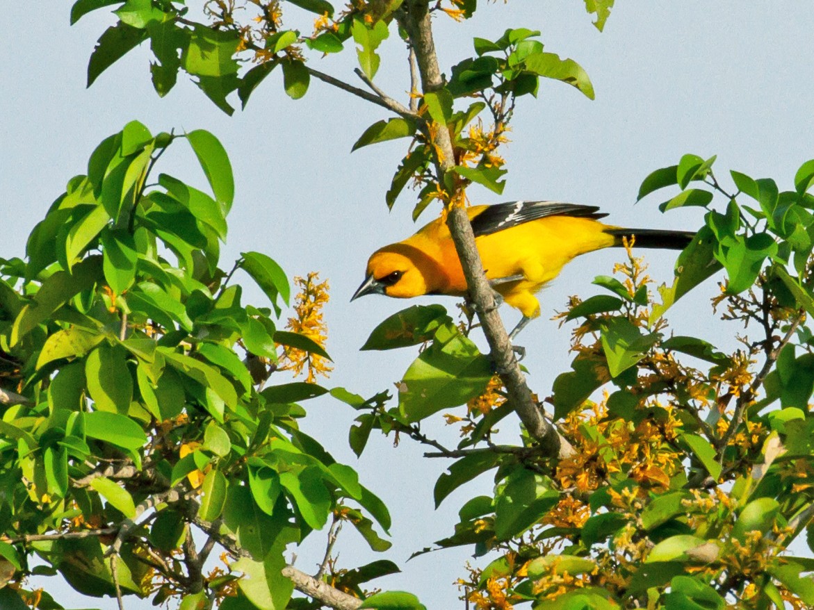 Yellow Oriole - eBird