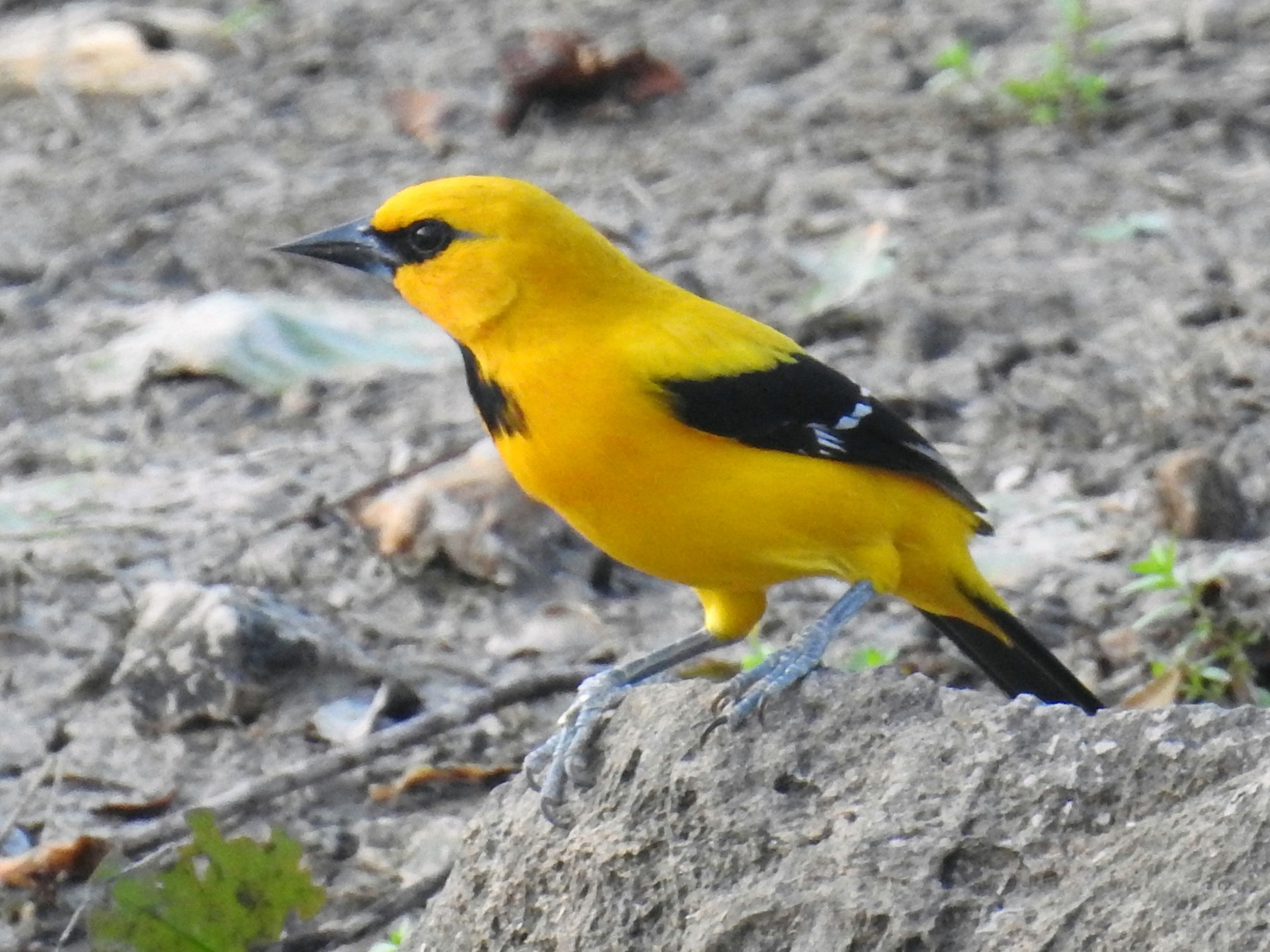 Yellow Oriole - eBird