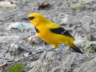 Yellow Oriole - eBird
