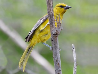 Yellow Oriole - eBird