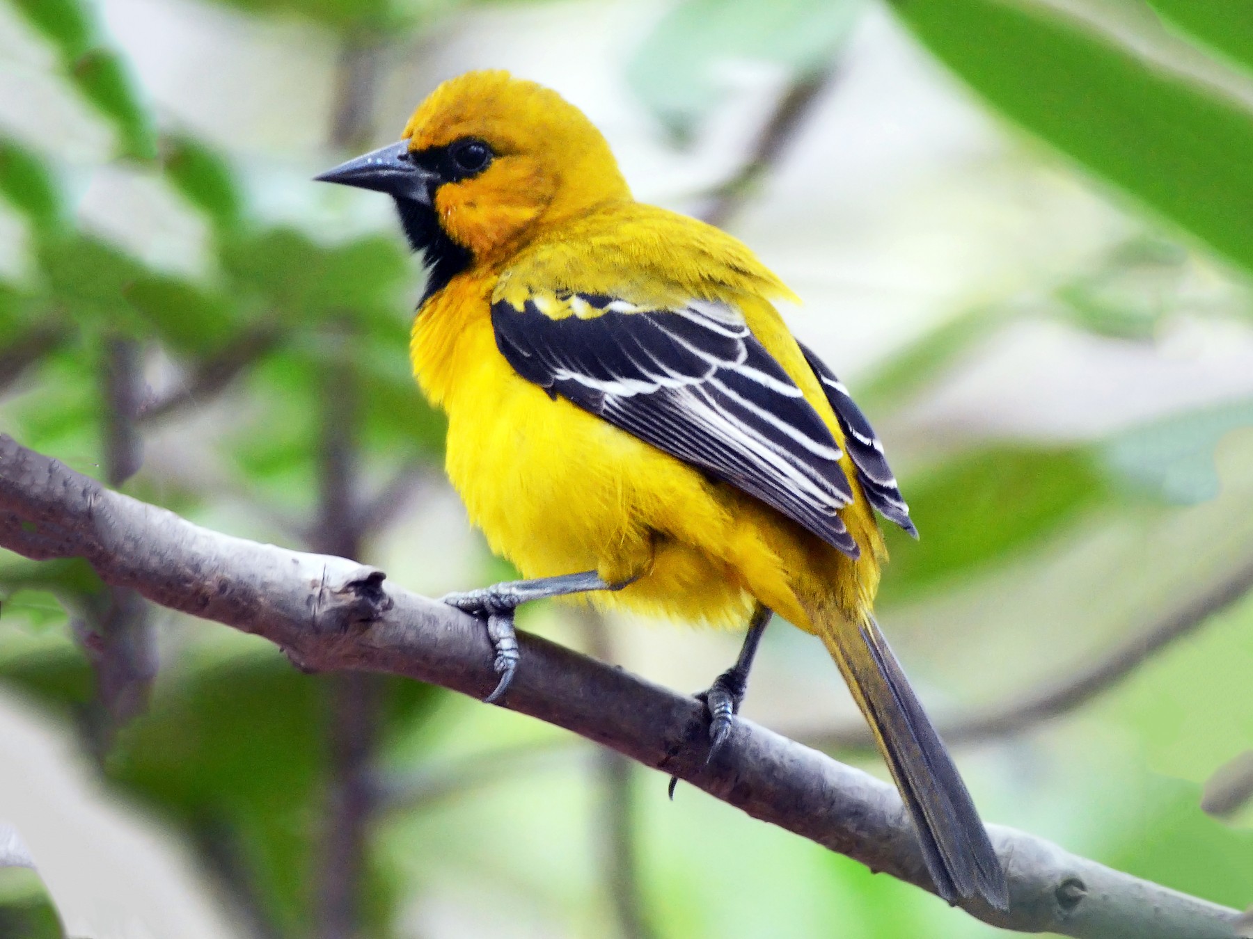 Yellow Oriole - eBird