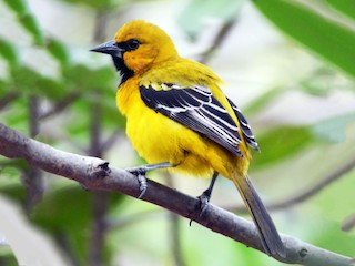 Yellow Oriole - eBird