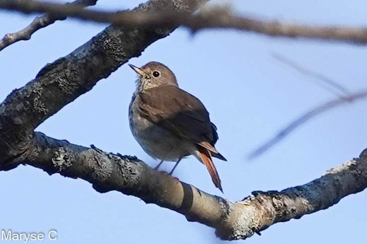 eBird Québec Checklist - 6 May 2023 - Tourbière Red Mill ,Marais ...