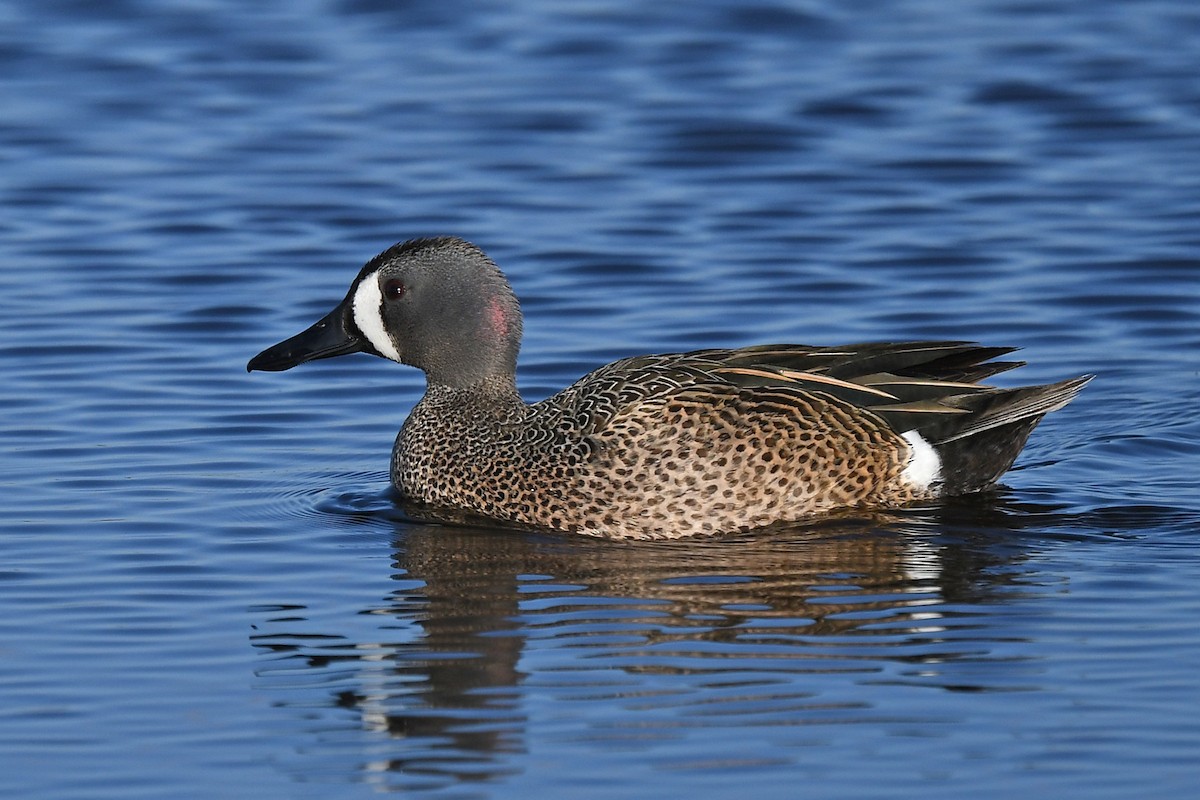 eBird Checklist - 6 May 2023 - Murray Marsh - 30 species
