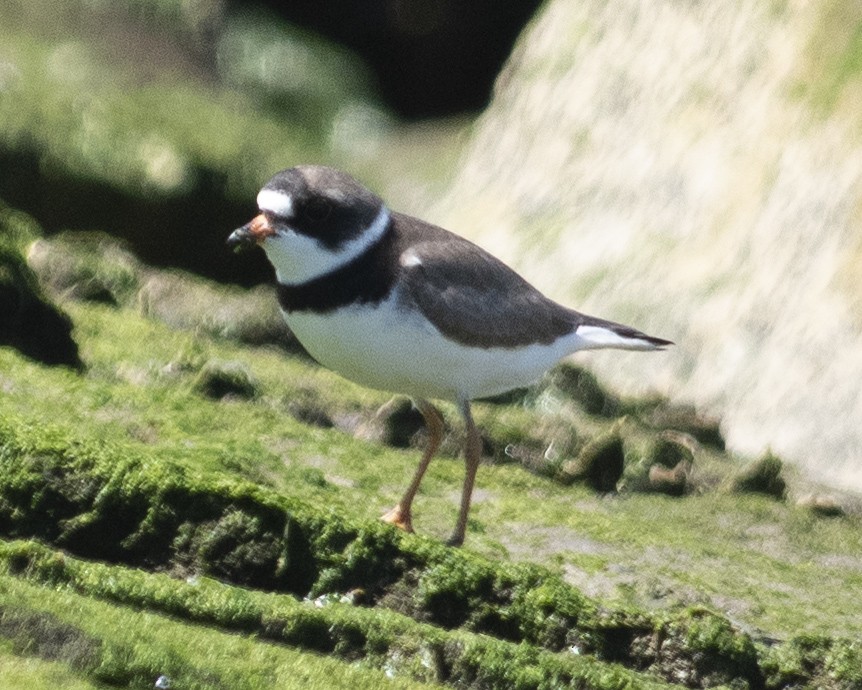 eBird Checklist - 4 May 2023 - Fort Fisher--Federal Point/The Rocks ...