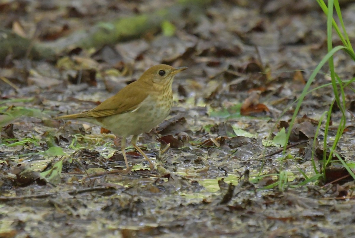 eBird Checklist - 6 May 2023 - Silver Lake Park/Nature Center - 65 ...