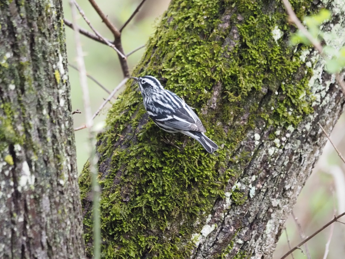 ML567872971 Black-and-white Warbler Macaulay Library