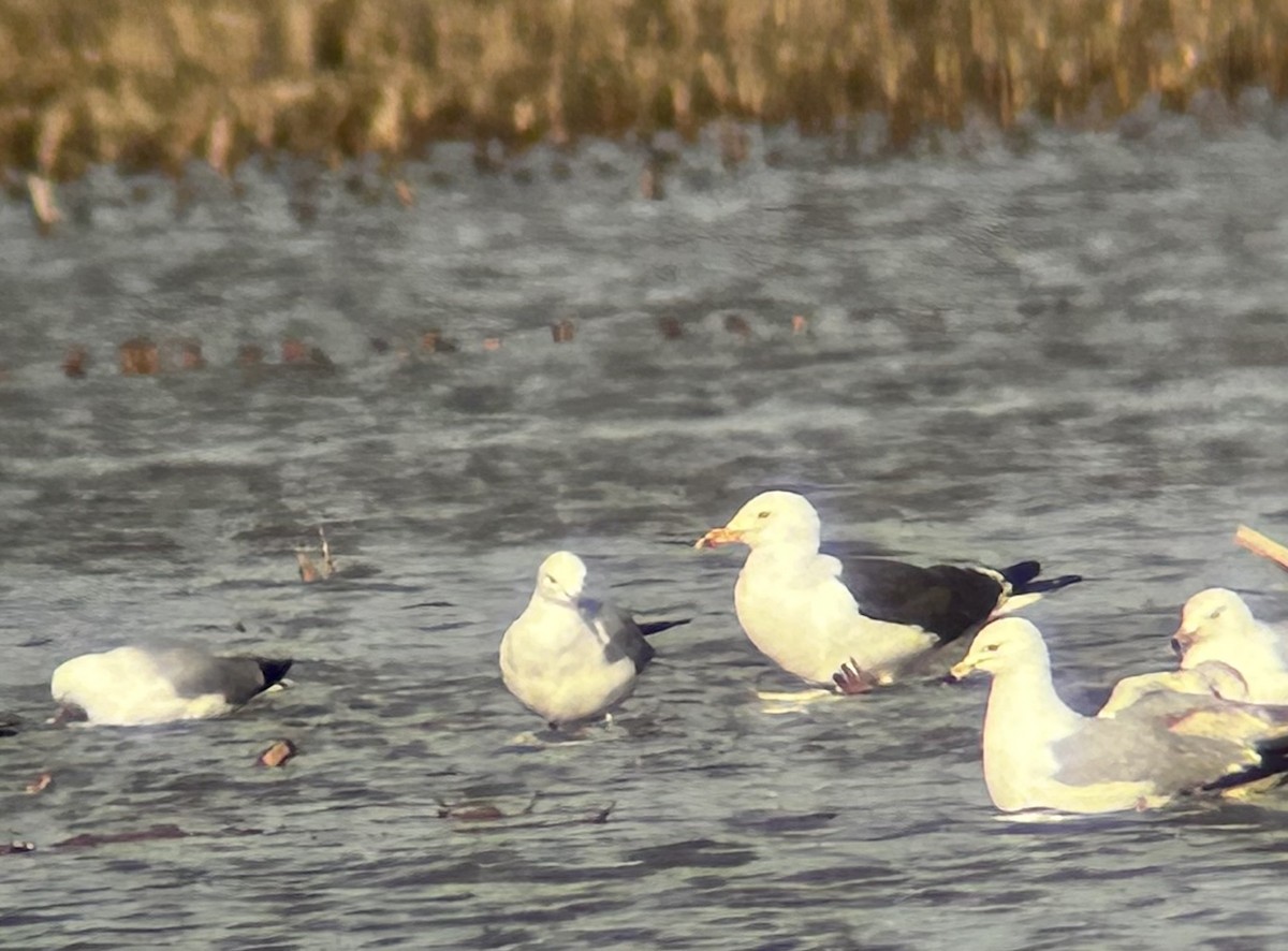 eBird Checklist - 5 May 2023 - Turf farm, McNeill Rd, Fryeburg - 29 species