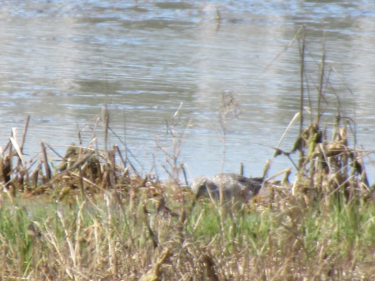 eBird Checklist - 6 May 2023 - North Quincy Birding Hotspot - 2 species