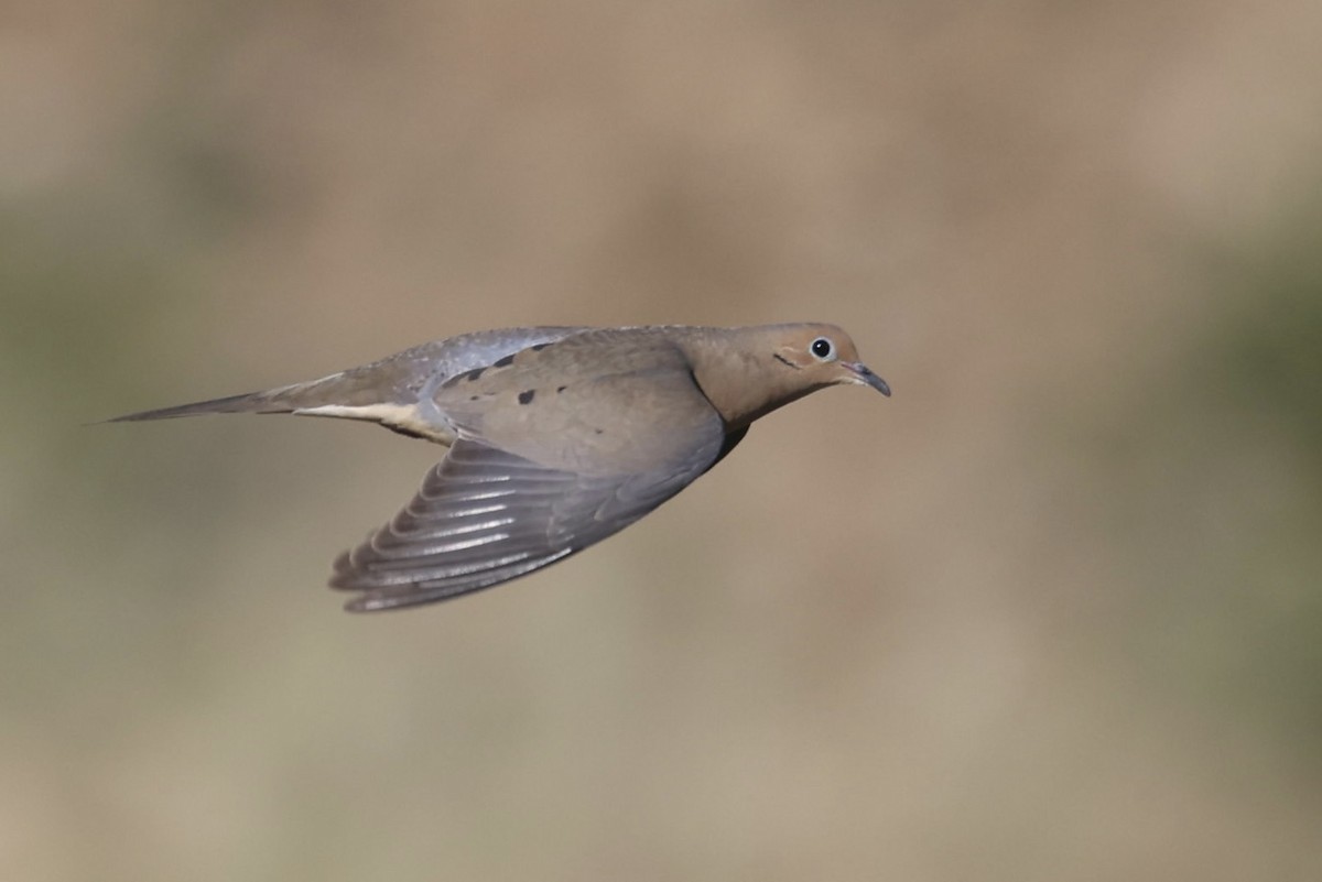 eBird Checklist - 6 May 2023 - Angeles NF--Bear Divide - 44 species (+6 ...