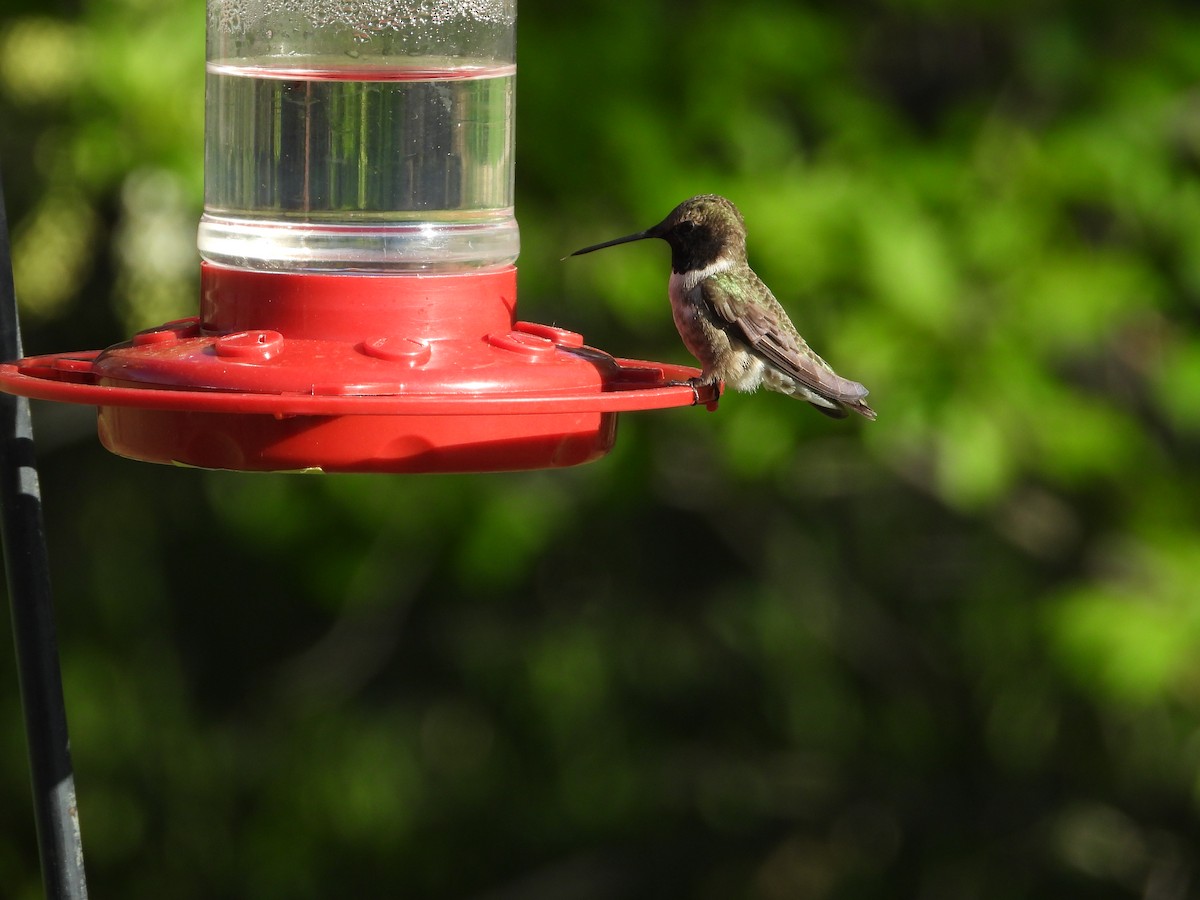 eBird Checklist - 6 May 2023 - Waneka Lake/Greenlee Preserve - 26 ...