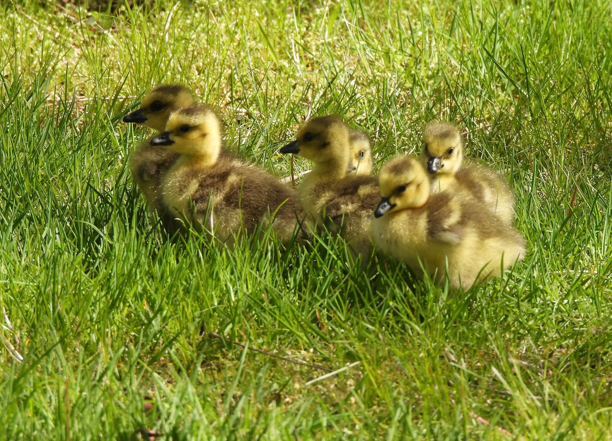New York Breeding Bird Atlas Checklist - 5 May 2023 - Lido Beach ...