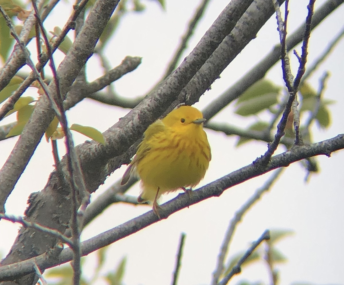 ML567925651 - Yellow Warbler - Macaulay Library