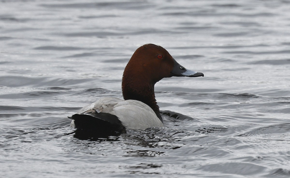 eBird Checklist - 6 May 2023 - Ham Wall RSPB Reserve - 56 species